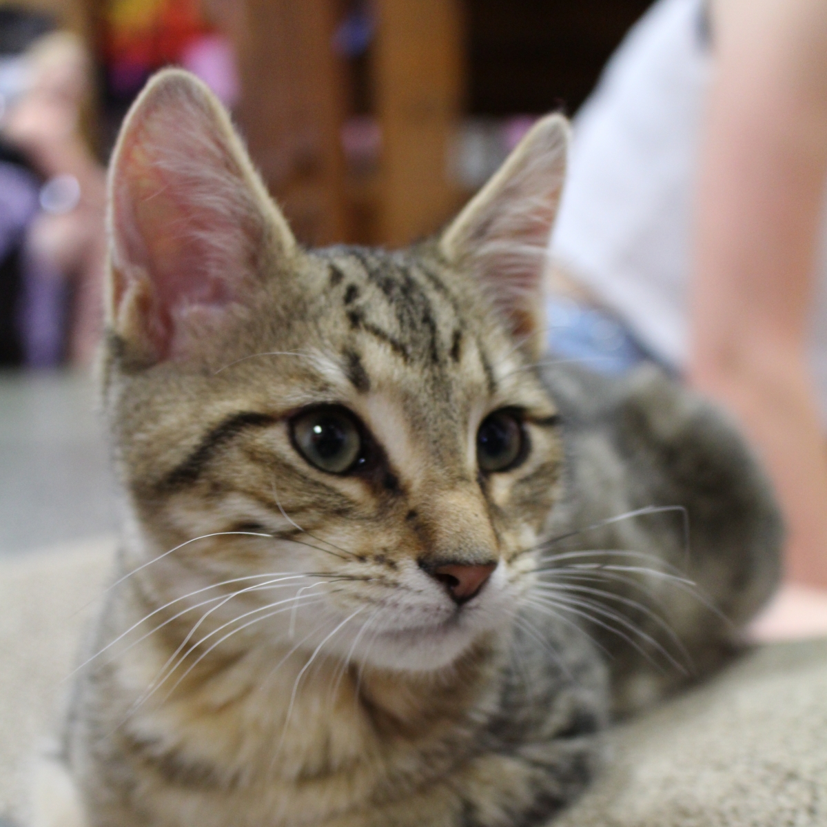 Cat Cuddle Cafe |Brisbane|Home