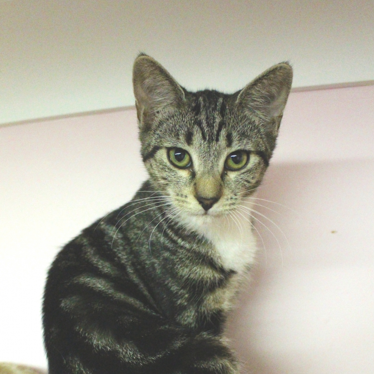 Cat Cuddle Cafe |Brisbane|Help Us