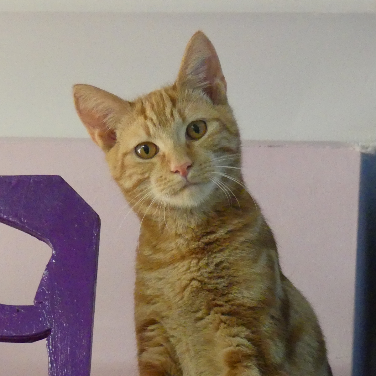 Cat Cuddle Cafe |Brisbane|Home