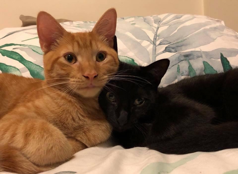 Cat Cuddle Cafe |Brisbane|Are Two Cats Better Than One?
