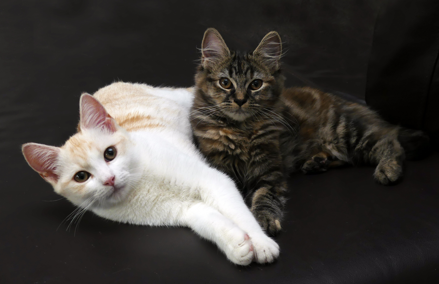 Cat Cuddle Cafe |Brisbane|