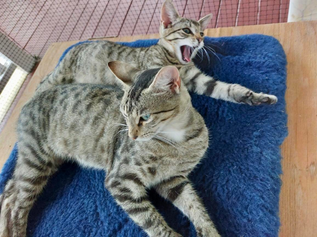 Cat Cuddle Cafe |Brisbane|Adopt