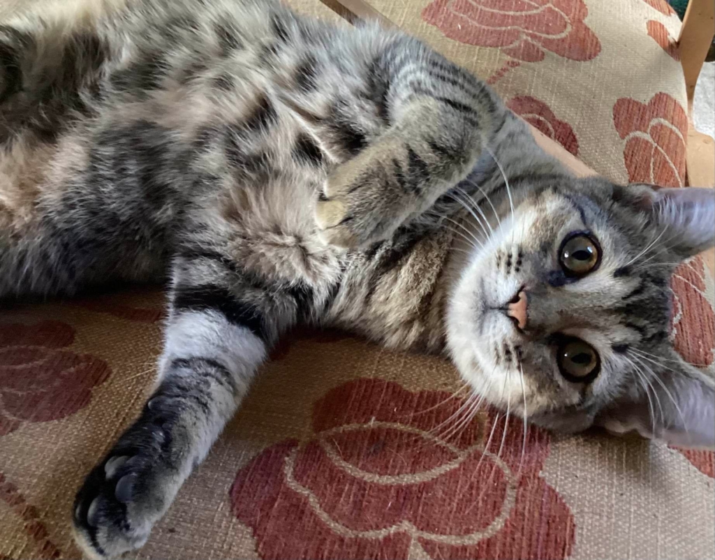 Cat Cuddle Cafe |Brisbane|Adopted