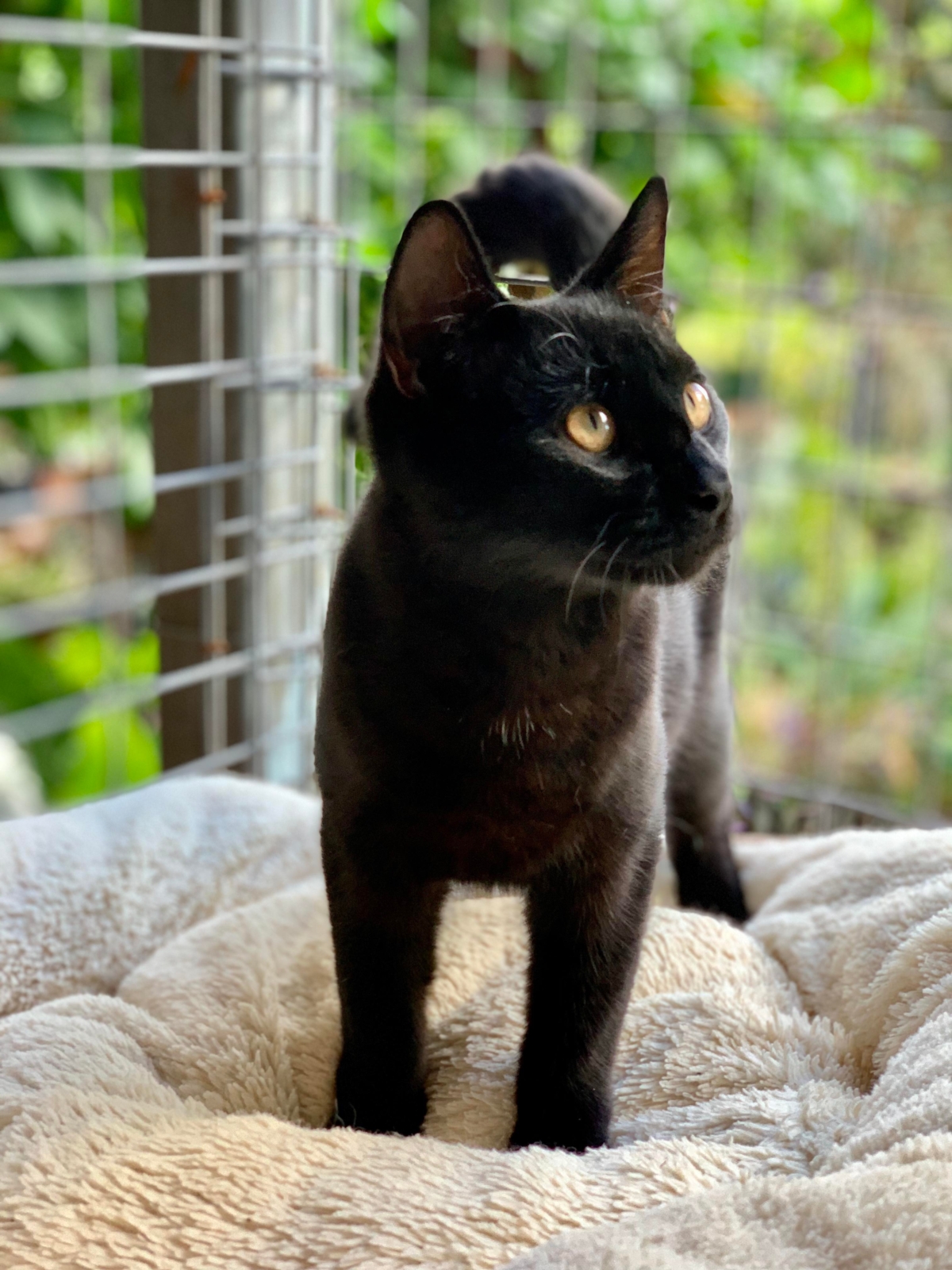 Cat Cuddle Cafe |Brisbane|Adopted