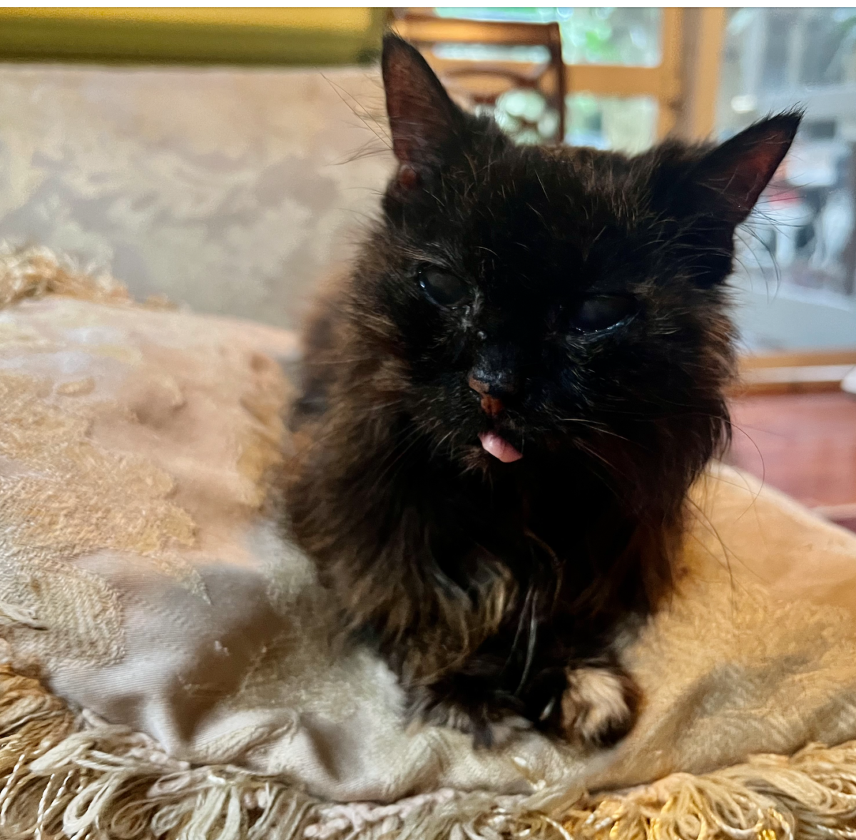 Cat Cuddle Cafe |Brisbane|Priscilla